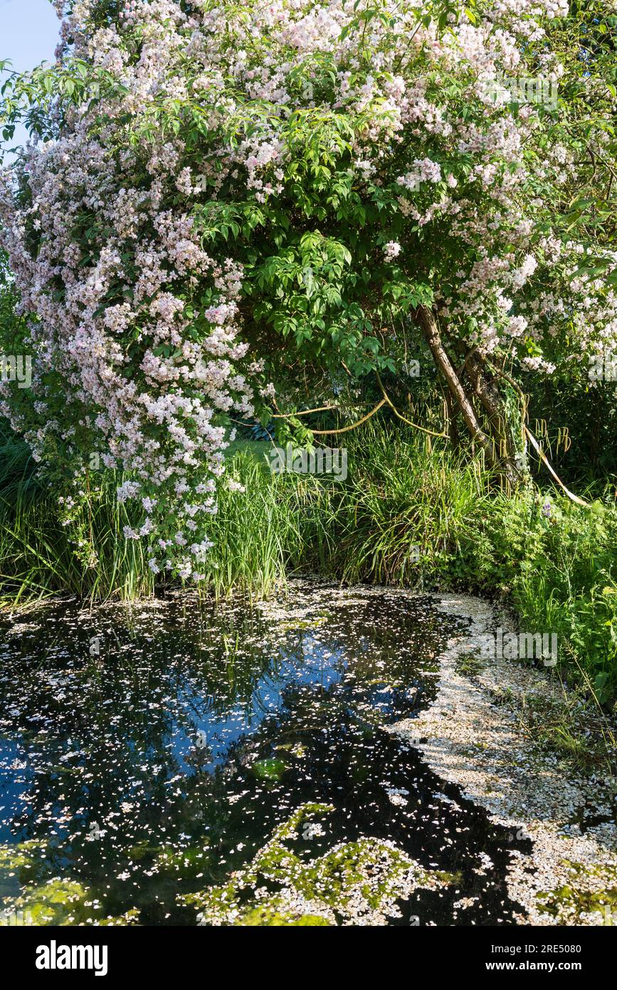 Blossom of a tree falling into a pond Stock Photo - Alamy
