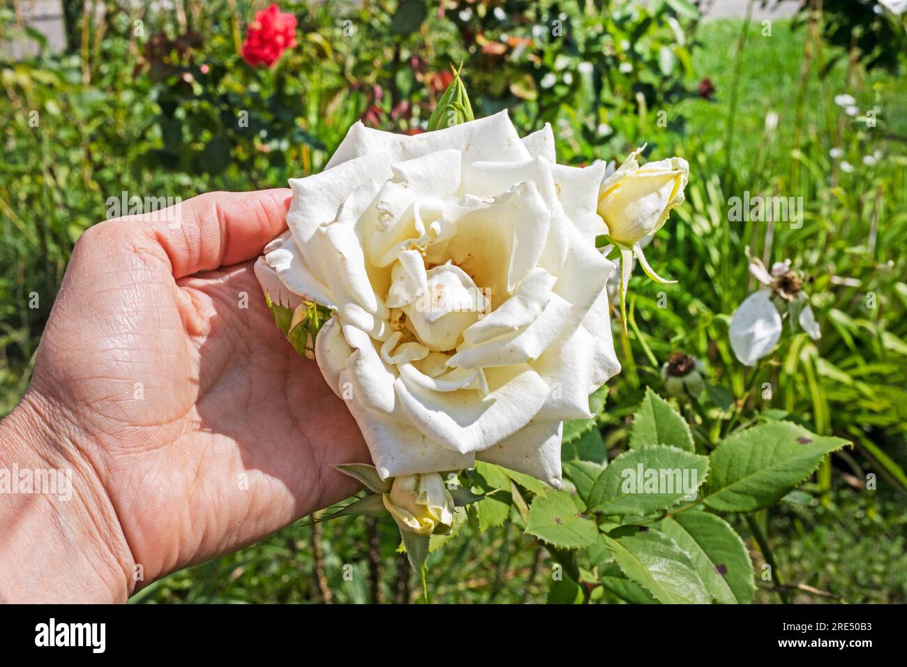 hold in hand an opened white rose bud in the garden. Care, cultivation ...