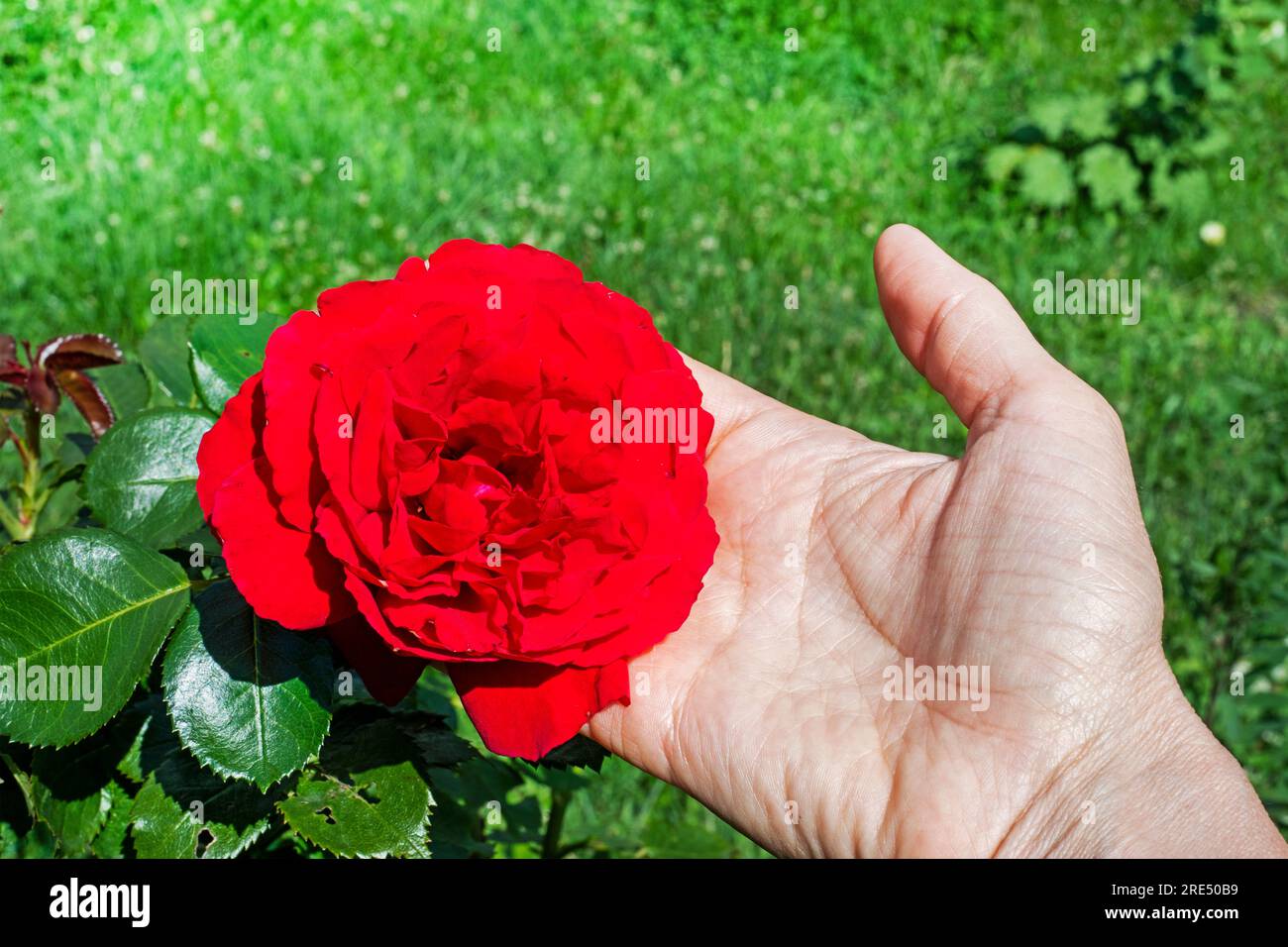 hold in hand a red rose in the garden. Care, cultivation and disease of ...