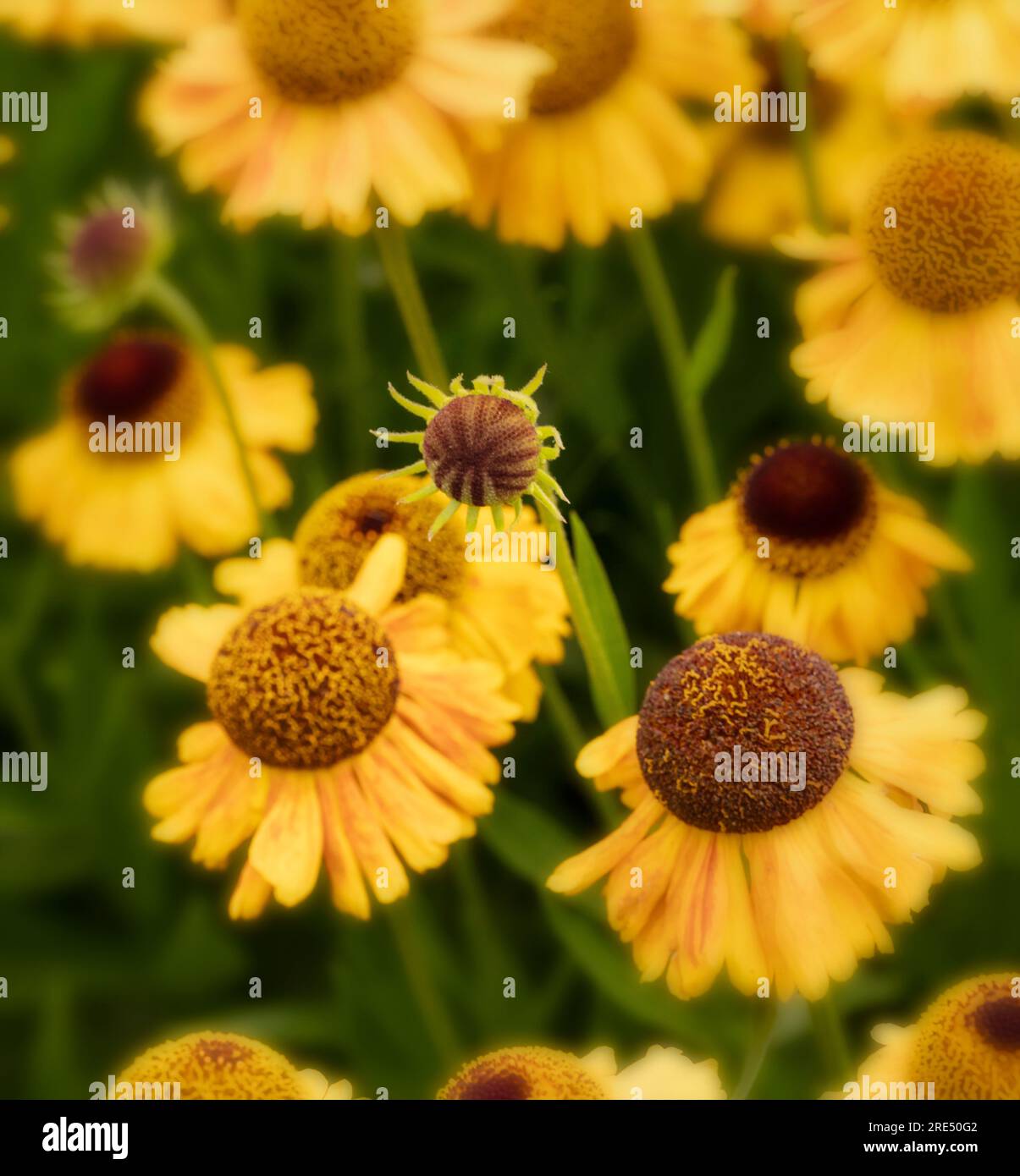 Natural close up flowering plant portrait of the gorgeous Helenium ...