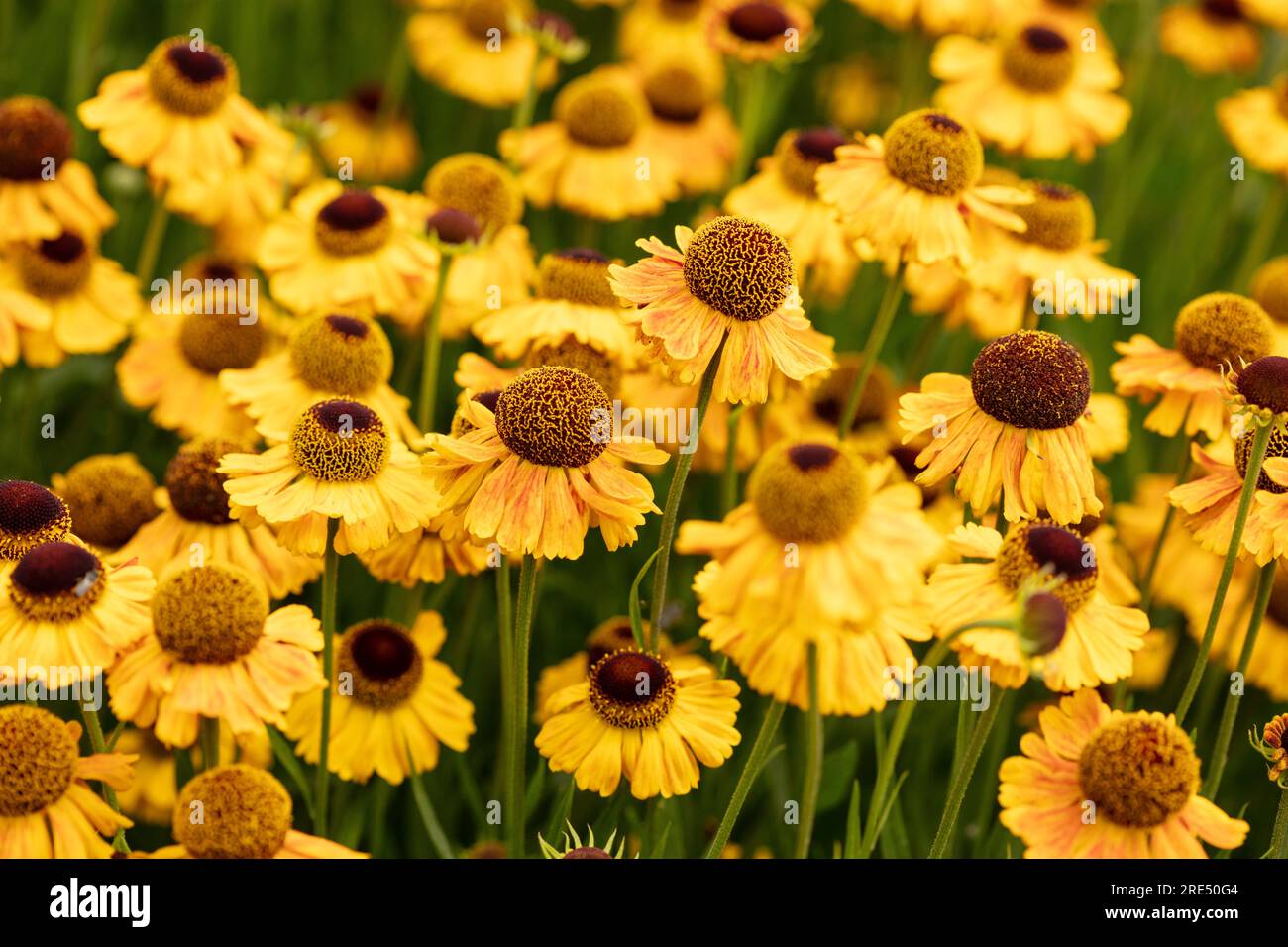 Natural close up flowering plant portrait of the gorgeous Helenium ...