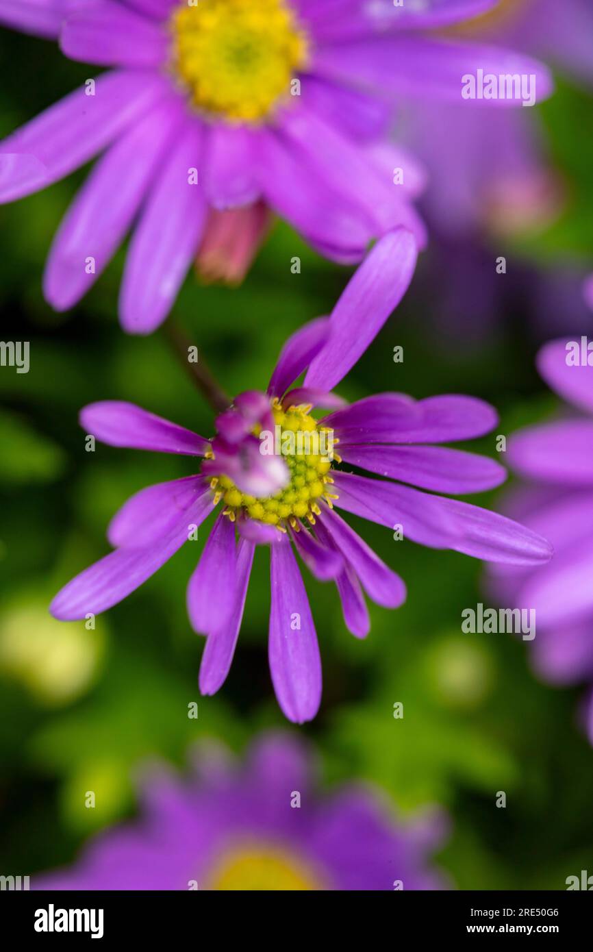Prolific and stunning Brachyscome Angustifolia 'Brasco Violet’. Natural ...