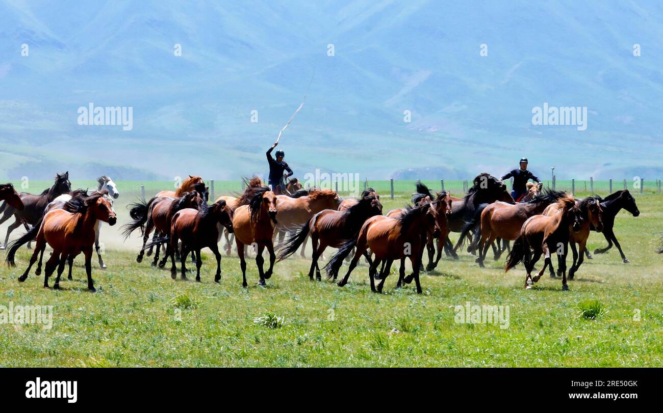 ZHANGYE, CHINA - JULY 25, 2023 - Horses run at Shandan horse farm in ...