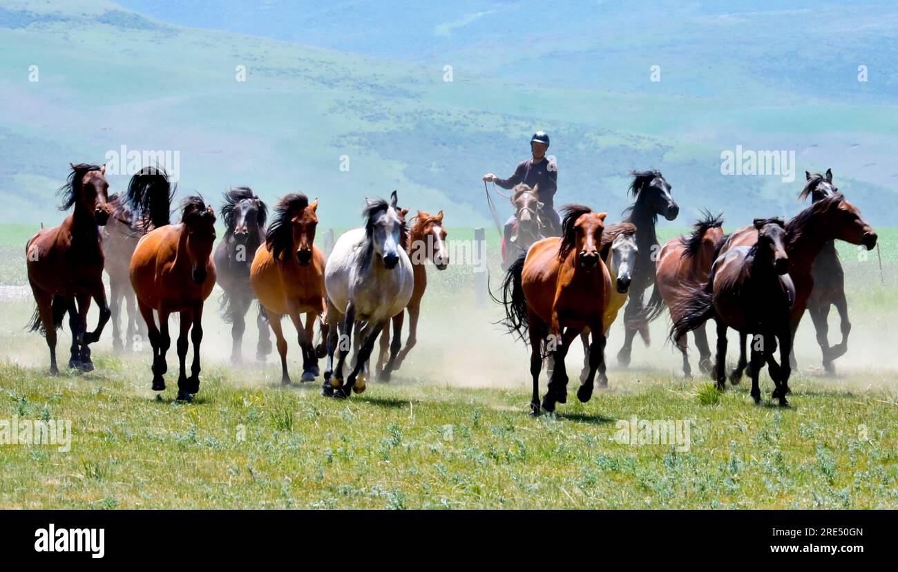 ZHANGYE, CHINA - JULY 25, 2023 - Horses run at Shandan horse farm in ...