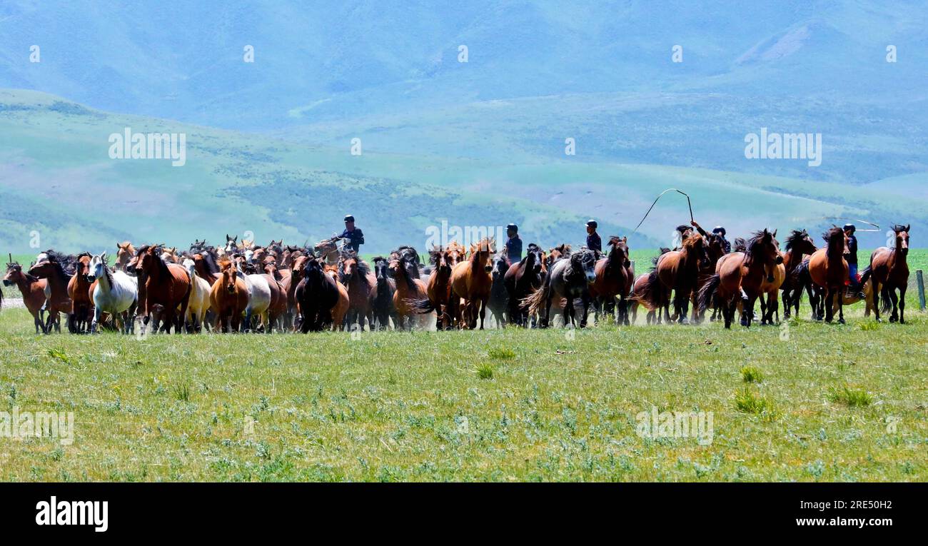 ZHANGYE, CHINA - JULY 25, 2023 - Horses run at Shandan horse farm in ...