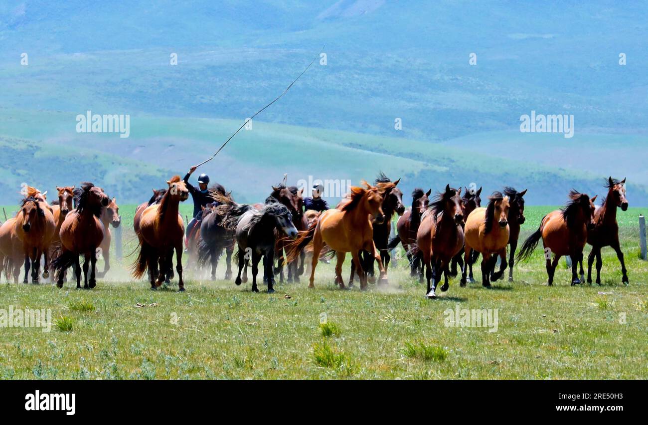 ZHANGYE, CHINA - JULY 25, 2023 - Horses run at Shandan horse farm in ...