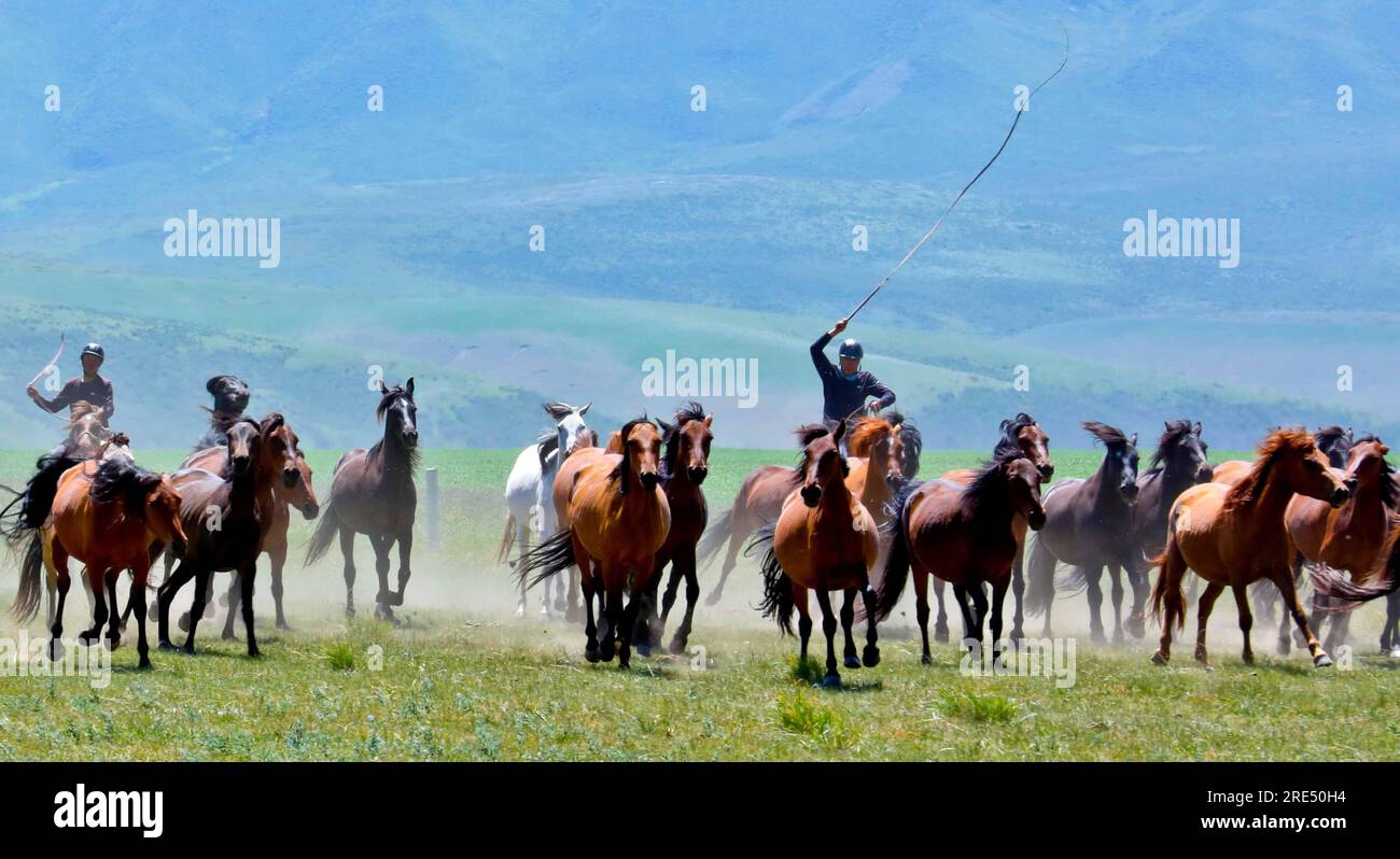 ZHANGYE, CHINA - JULY 25, 2023 - Horses run at Shandan horse farm in ...