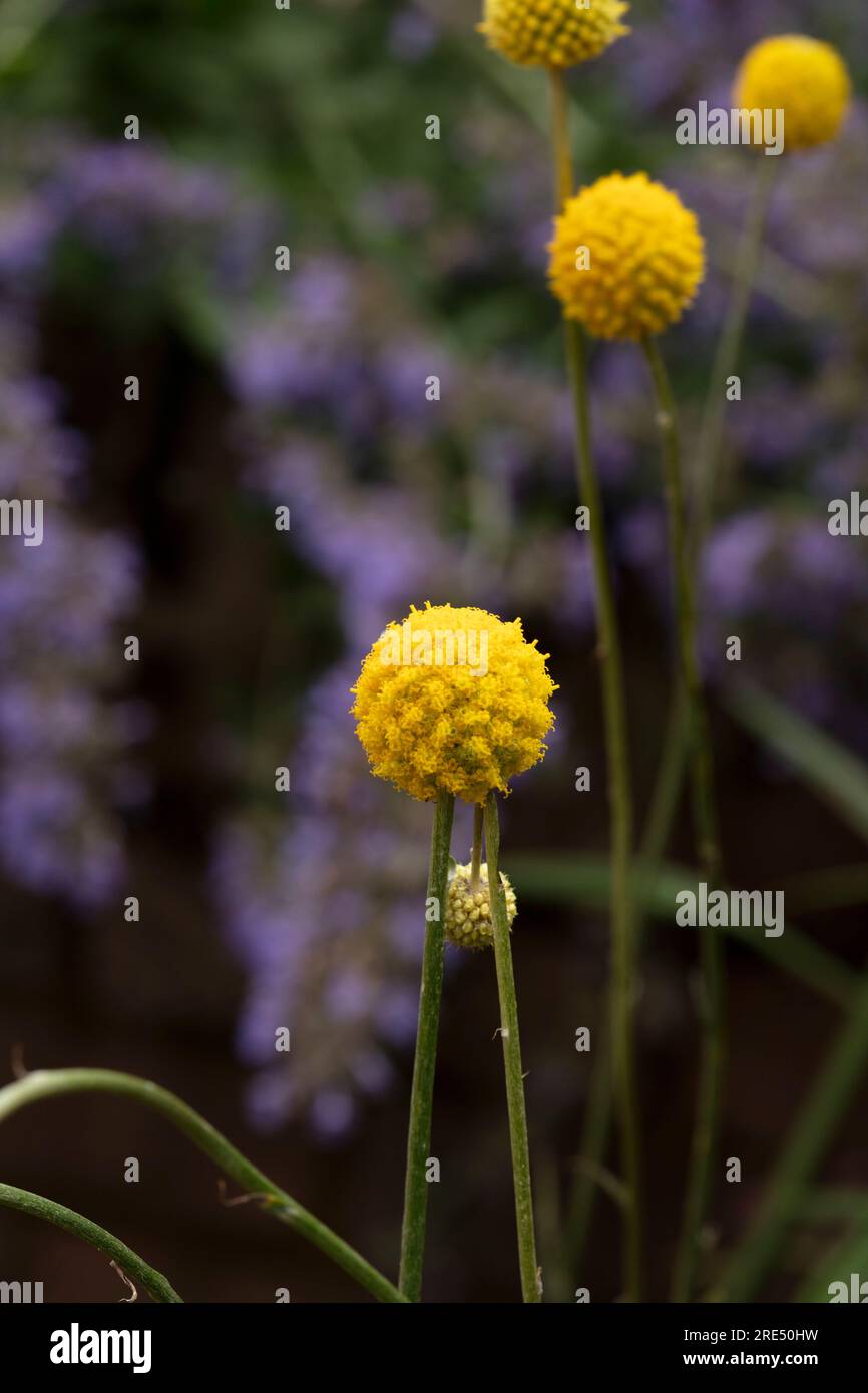 Natural close up flowering plant portrait of the intriguing Craspedia ...