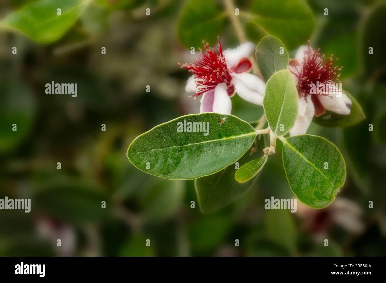 Natural close up flowering plant portrait of Acca Sellowiana ‘mammy ...