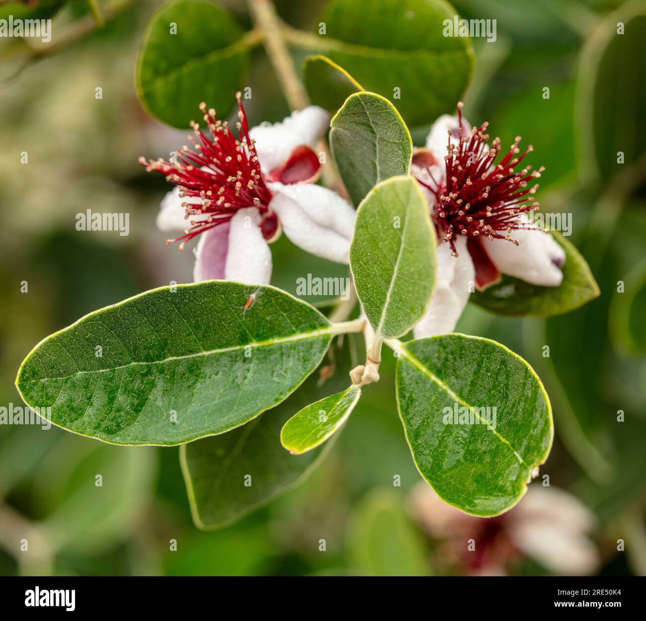 Natural close up flowering plant portrait of Acca Sellowiana ‘mammy ...