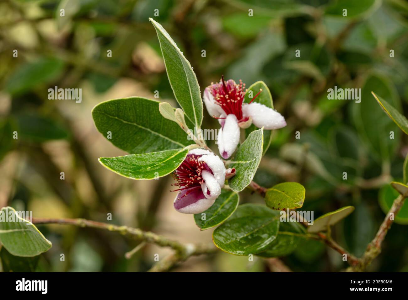 Natural close up flowering plant portrait of Acca Sellowiana ‘mammy ...
