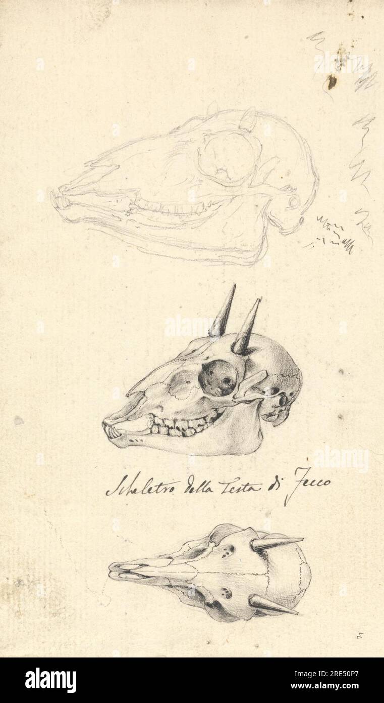 Skeletro della Testa di Fecco (Three Animal Skulls) by Luigi Balugani ...