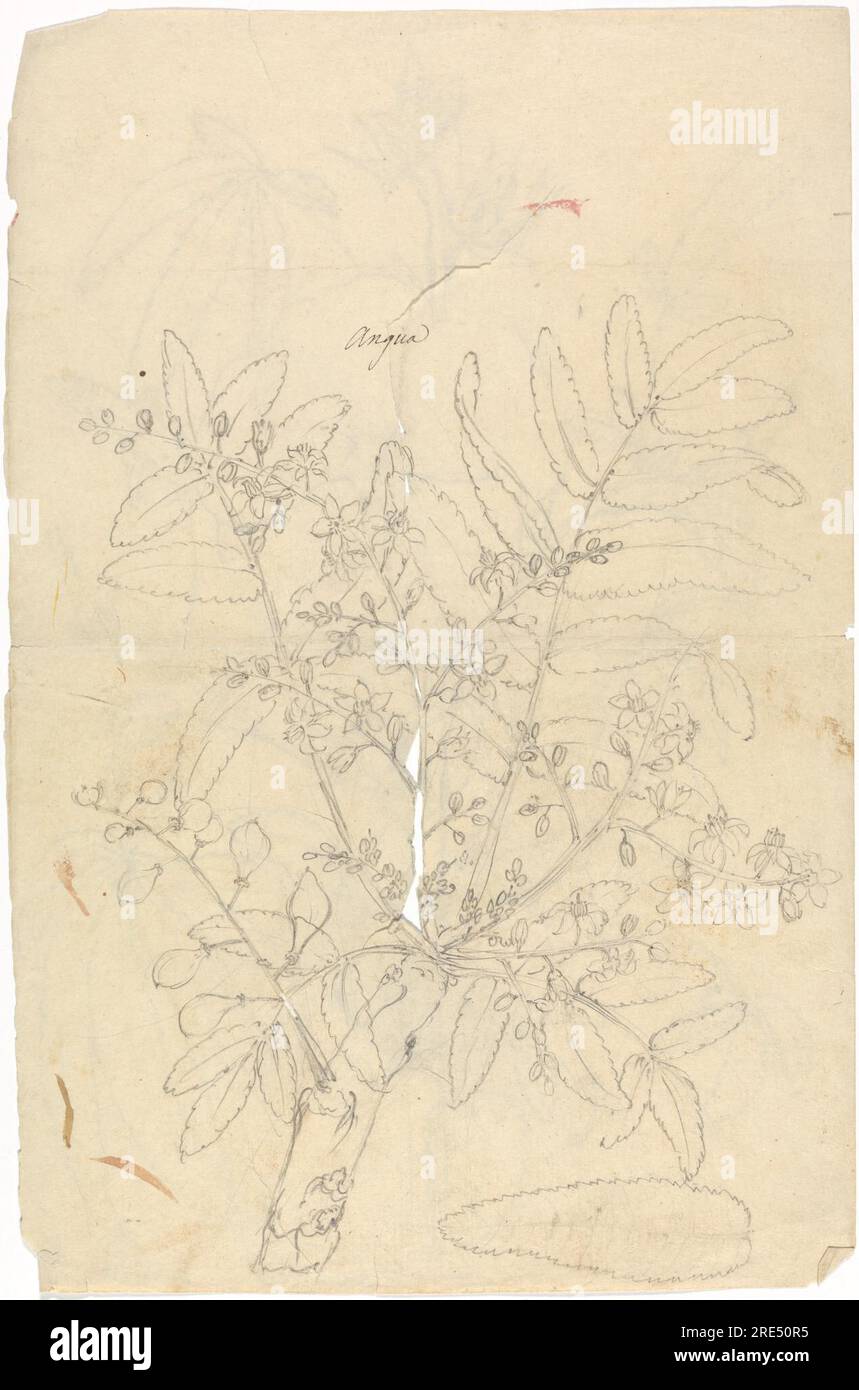 Angua (Boswellia papyrifera) by Luigi Balugani Stock Photo - Alamy