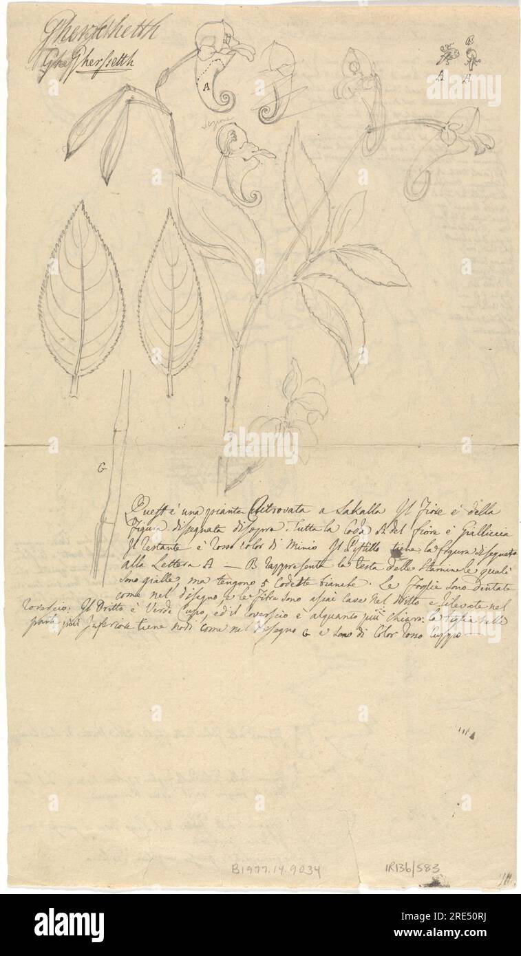 Maraqua (Senecio gigas); Gerssetth (Impatiens rothii) by Luigi Balugani ...