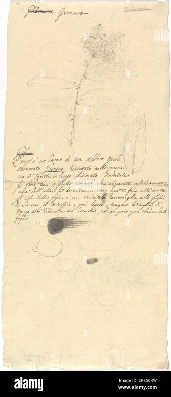 Gemero (Capparis tomentosa); Guoneck (Dichrostachys cinerea) by Luigi ...