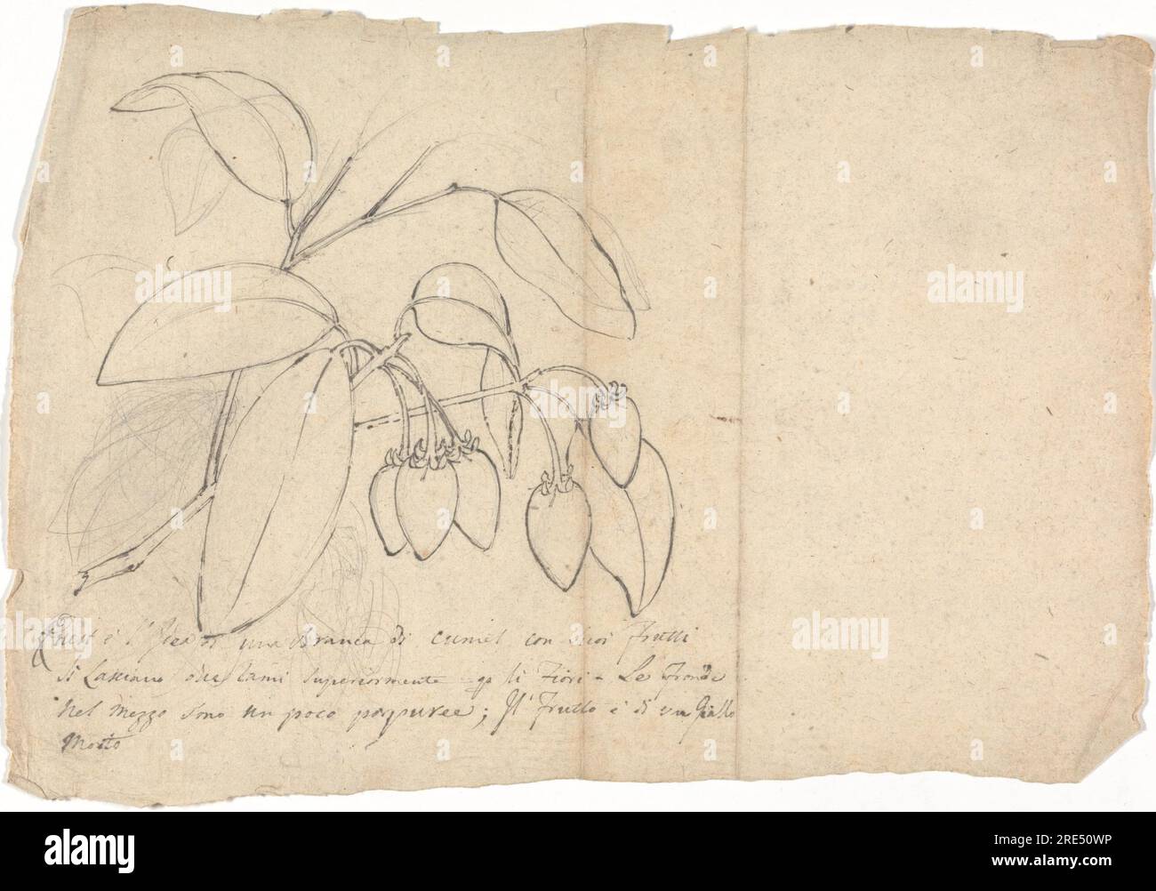 Kummel (Mimusops kummel) by Luigi Balugani Stock Photo - Alamy