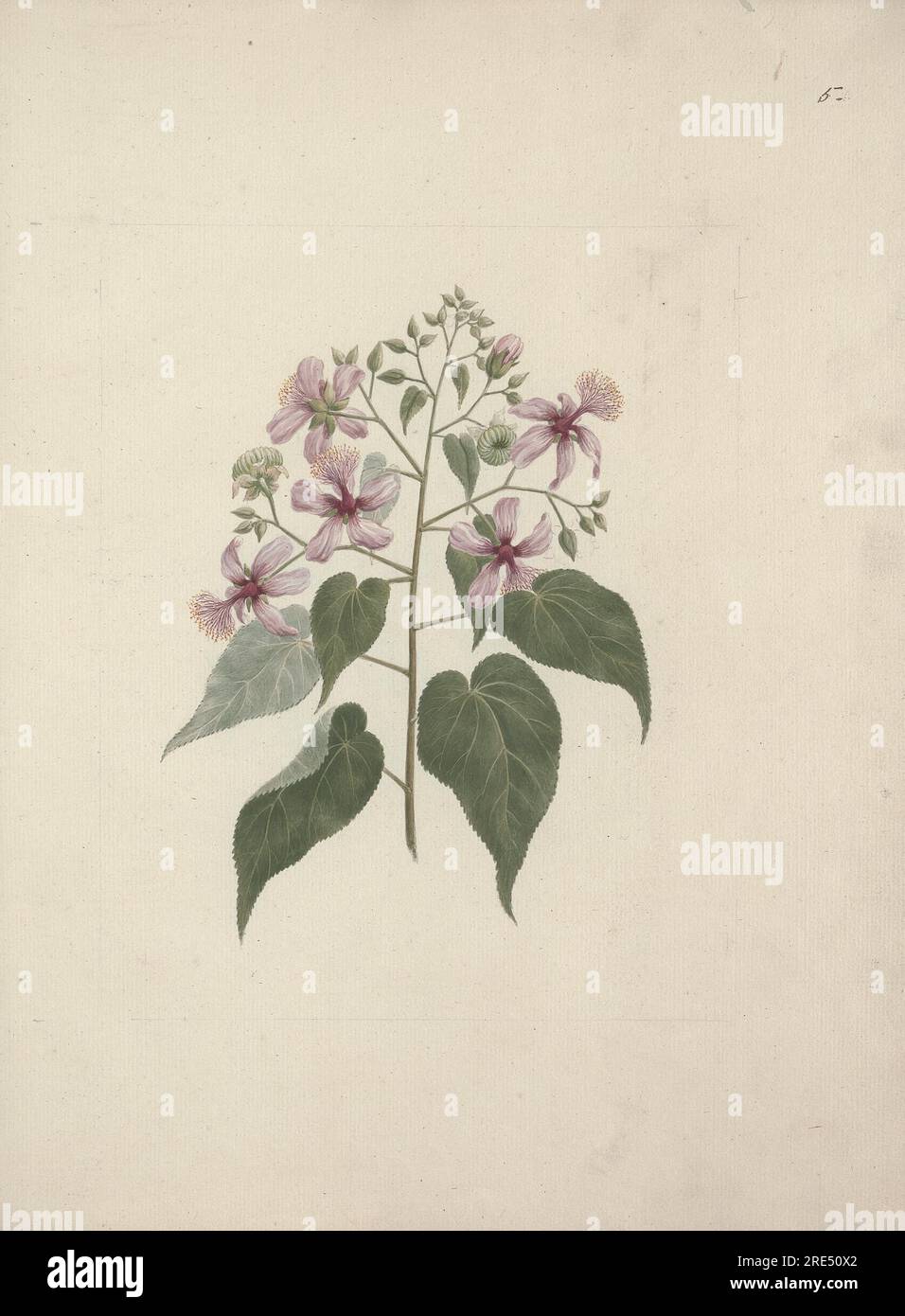 Abutilon longicuspe A. Rich. (Abutilon): finished drawing by Luigi ...