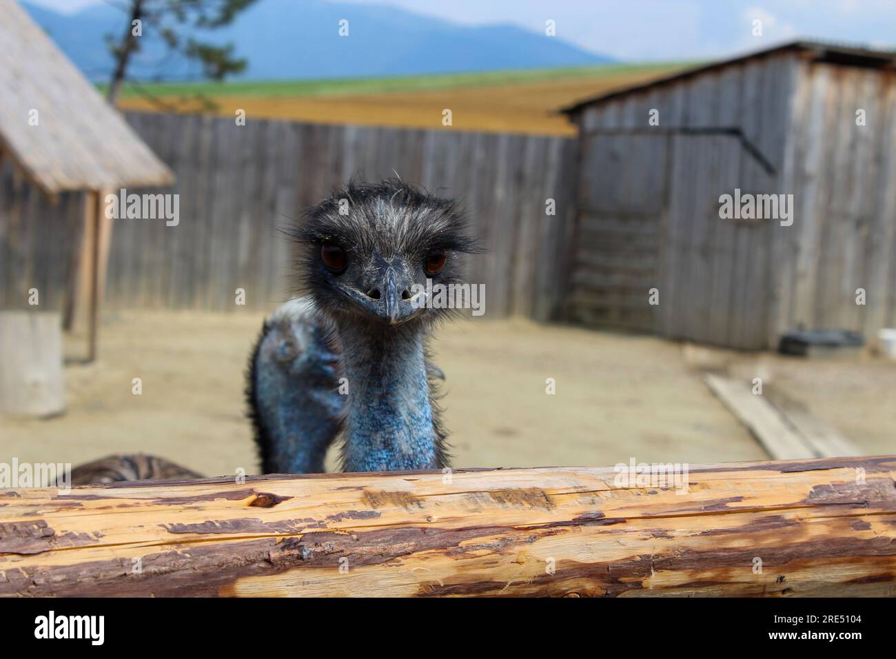 Beautiful emu bird hi-res stock photography and images - Alamy