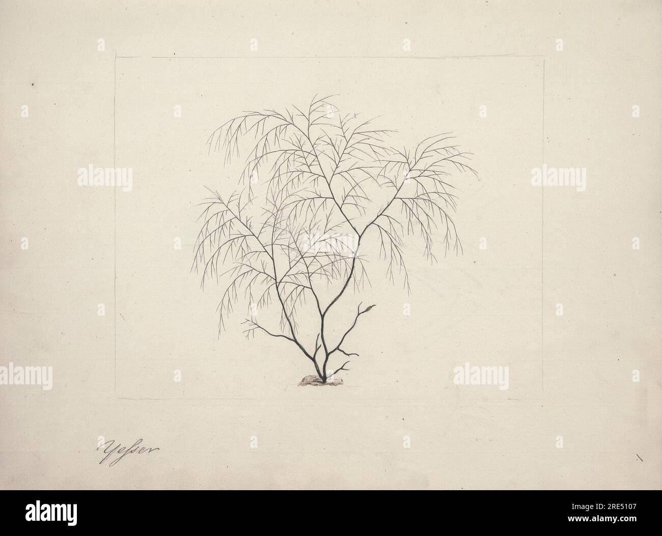 Alge indeterminate species (Seaweed): finished drawing of habit of weed ...