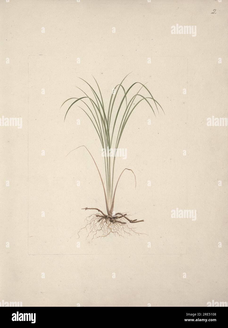 Cyperus species 1: finished drawing of sedge-like plant with roots by ...