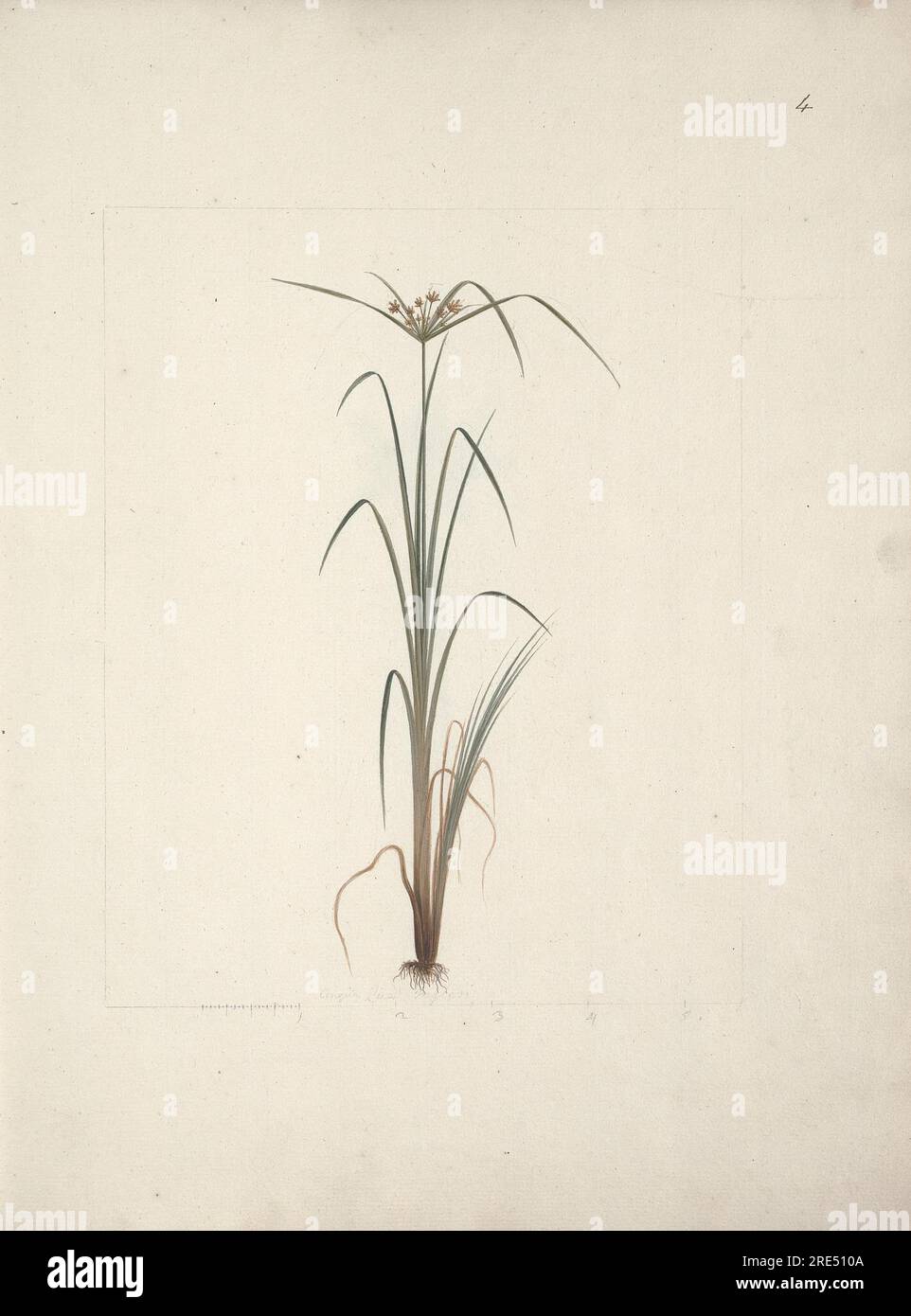 Cyperus species 2: finished drawing of flowering plant and root by ...
