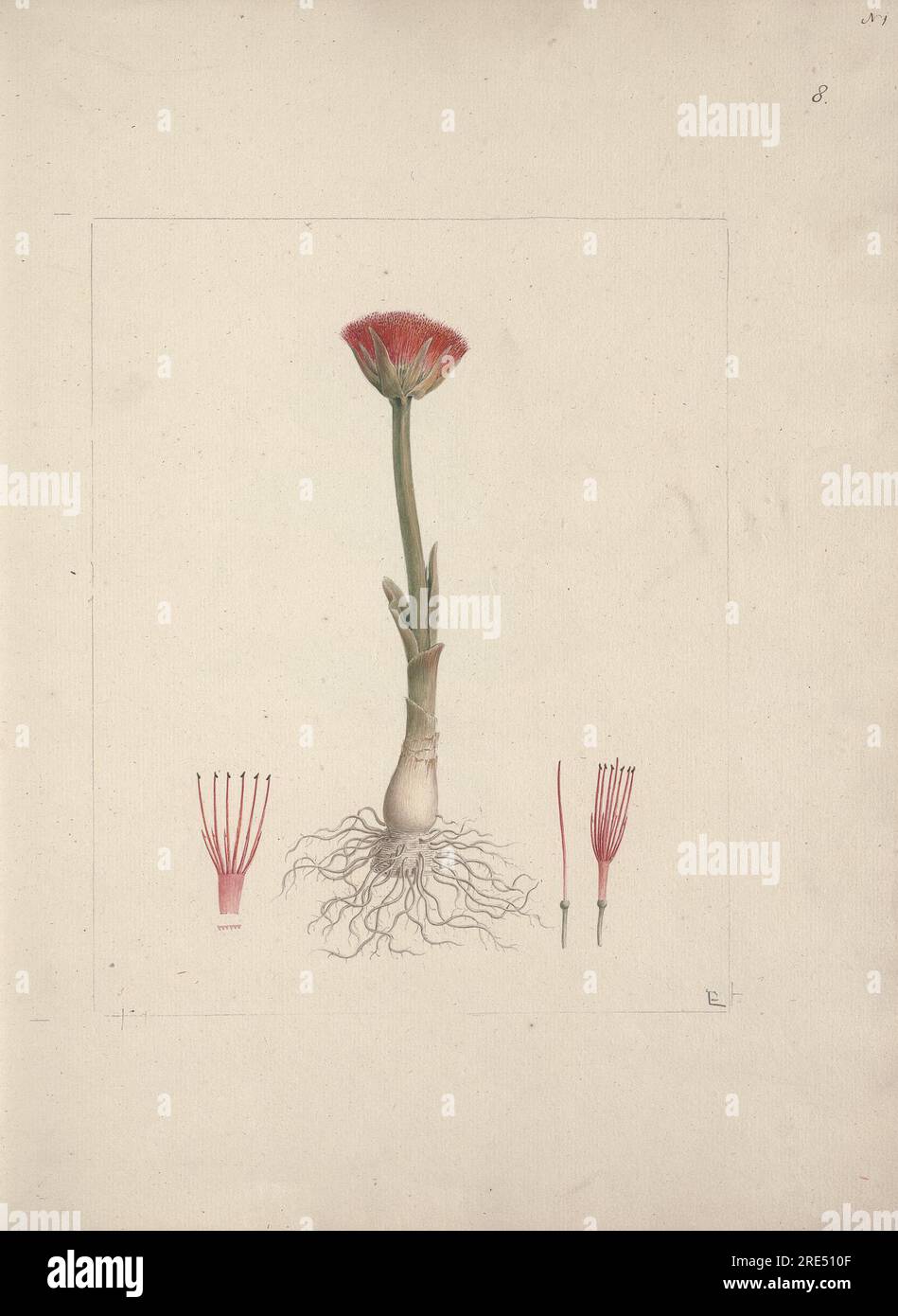 Scadoxus puniceus (L.) Friss&Nordal (Blood Lily): finished drawing with ...