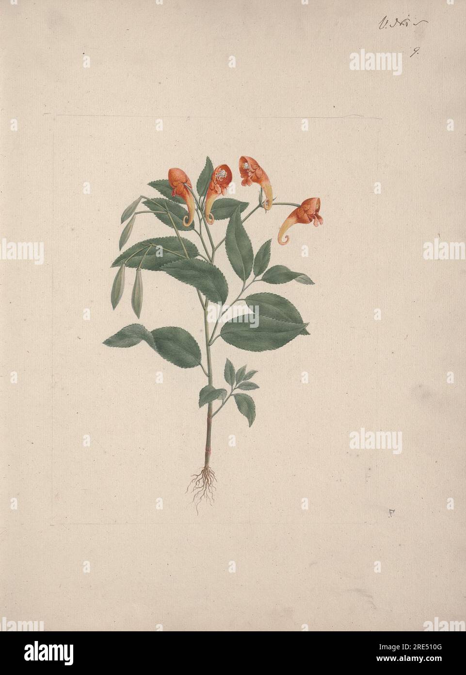 Impatiens rothii Hook. f. (Balsam): finished drawing of flowering plant ...