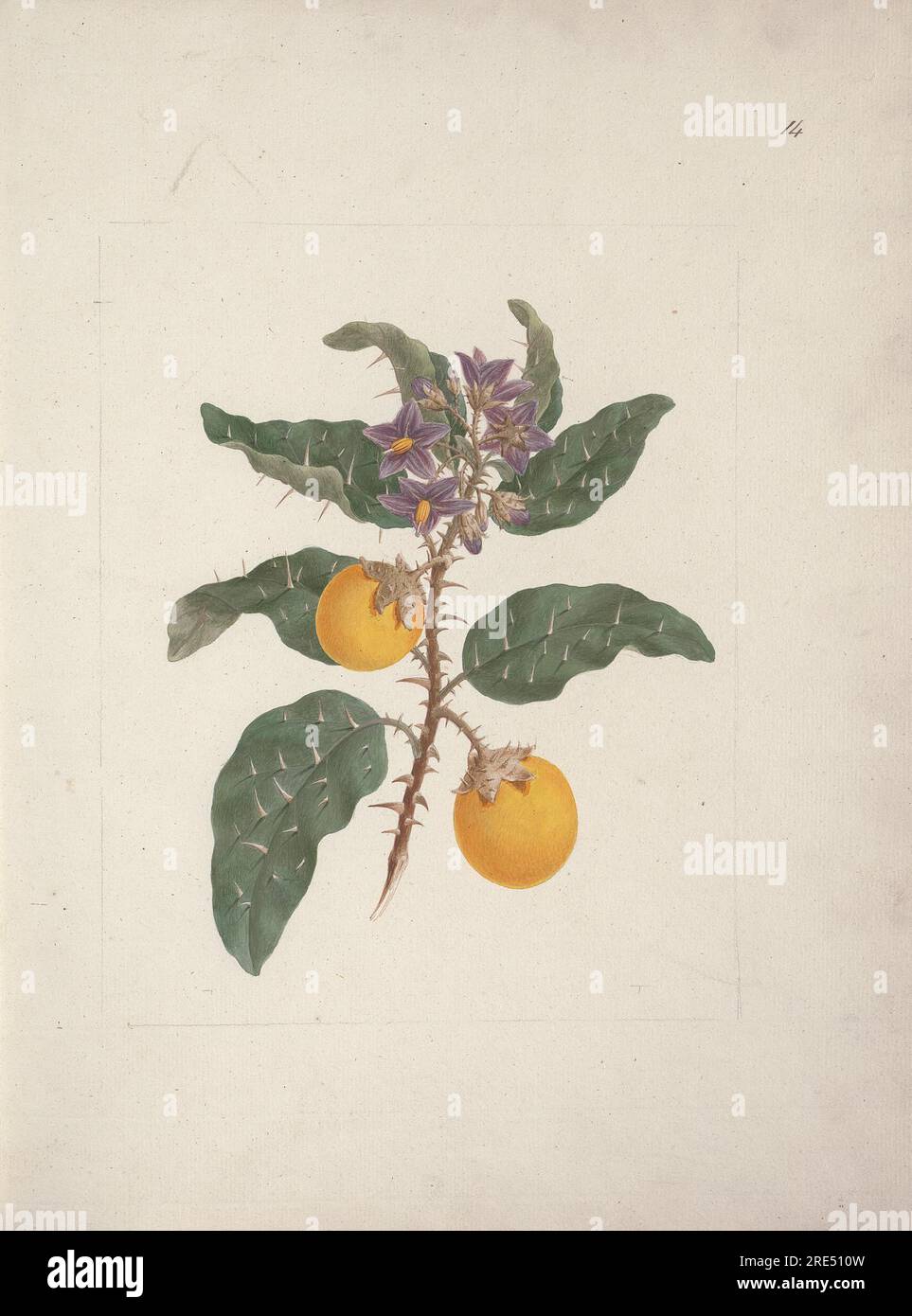 Solanum incanum L. (Wild Egg Plant): finished drawing by Luigi Balugani ...