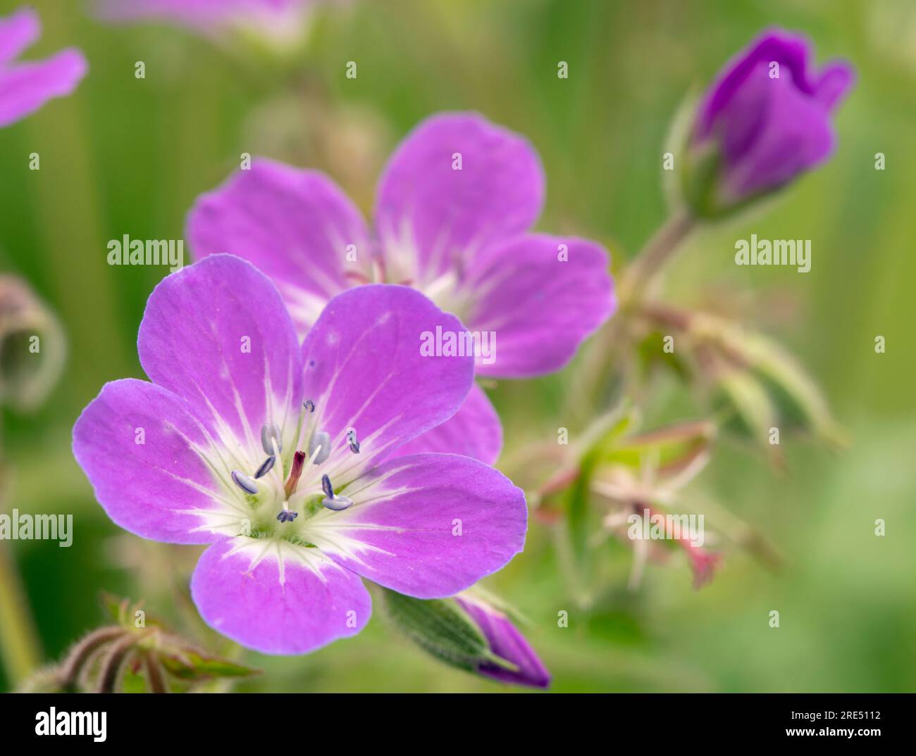 Wood cranesbill, or woodland geranium in close-up. Common in meadows ...