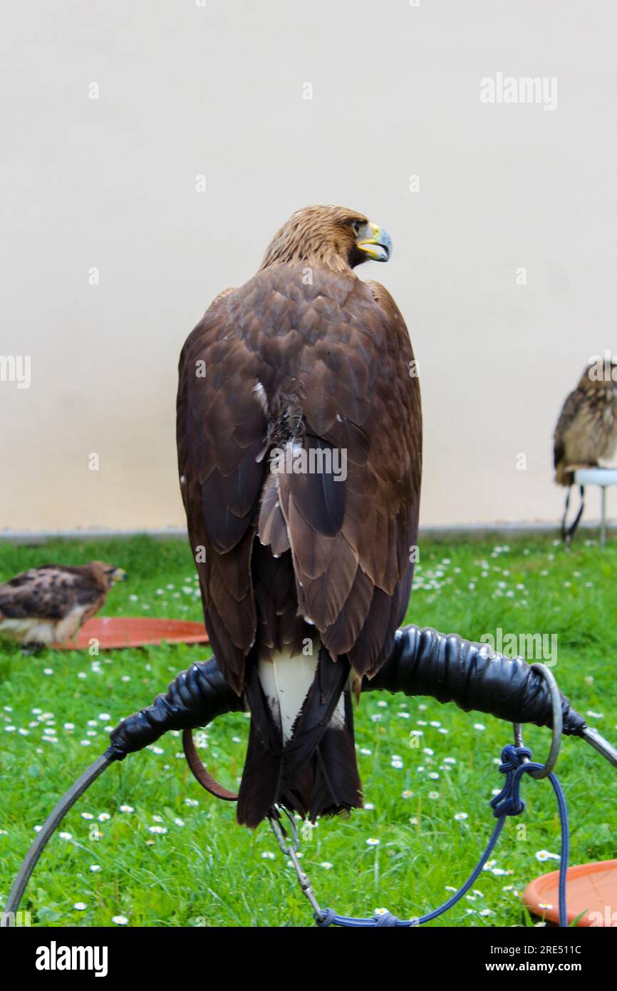 brown eagle in captivity Stock Photo - Alamy