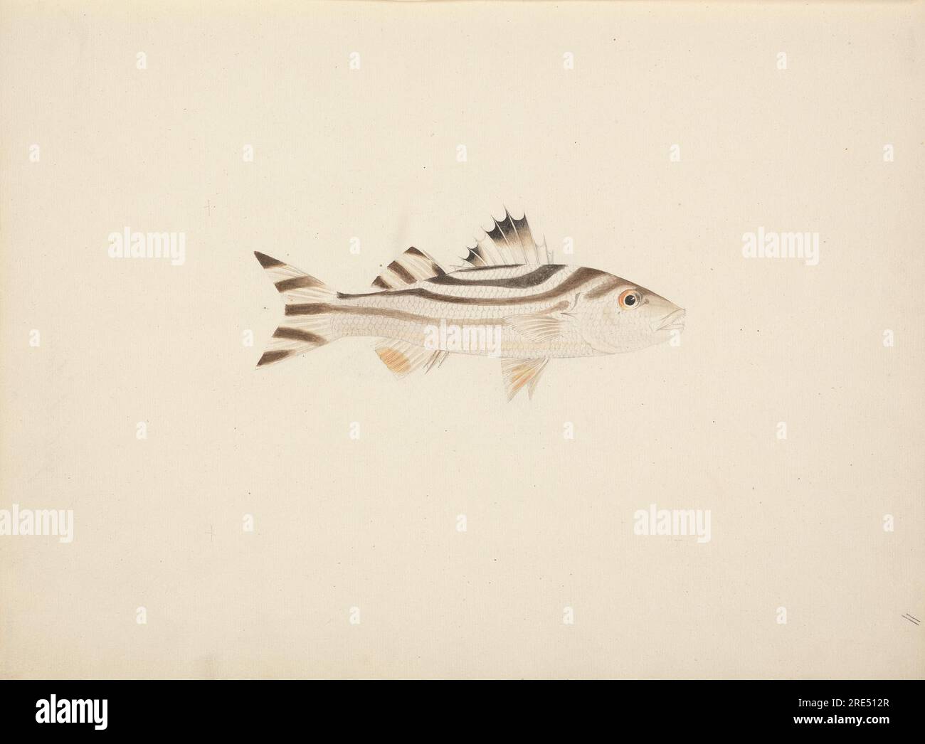 Unidentified Fish by Luigi Balugani Stock Photo - Alamy