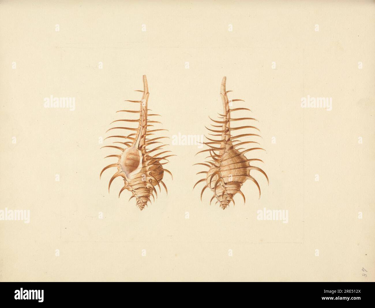 Murex pecten (Venus Comb Murex) by Luigi Balugani Stock Photo - Alamy