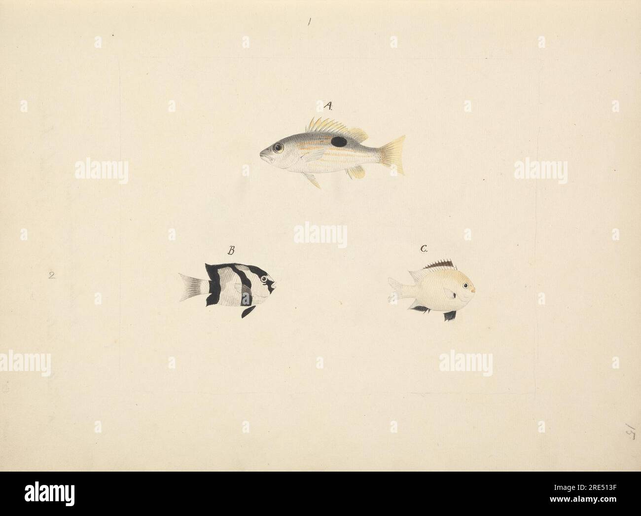 Three Unidentified Fish by Luigi Balugani Stock Photo - Alamy
