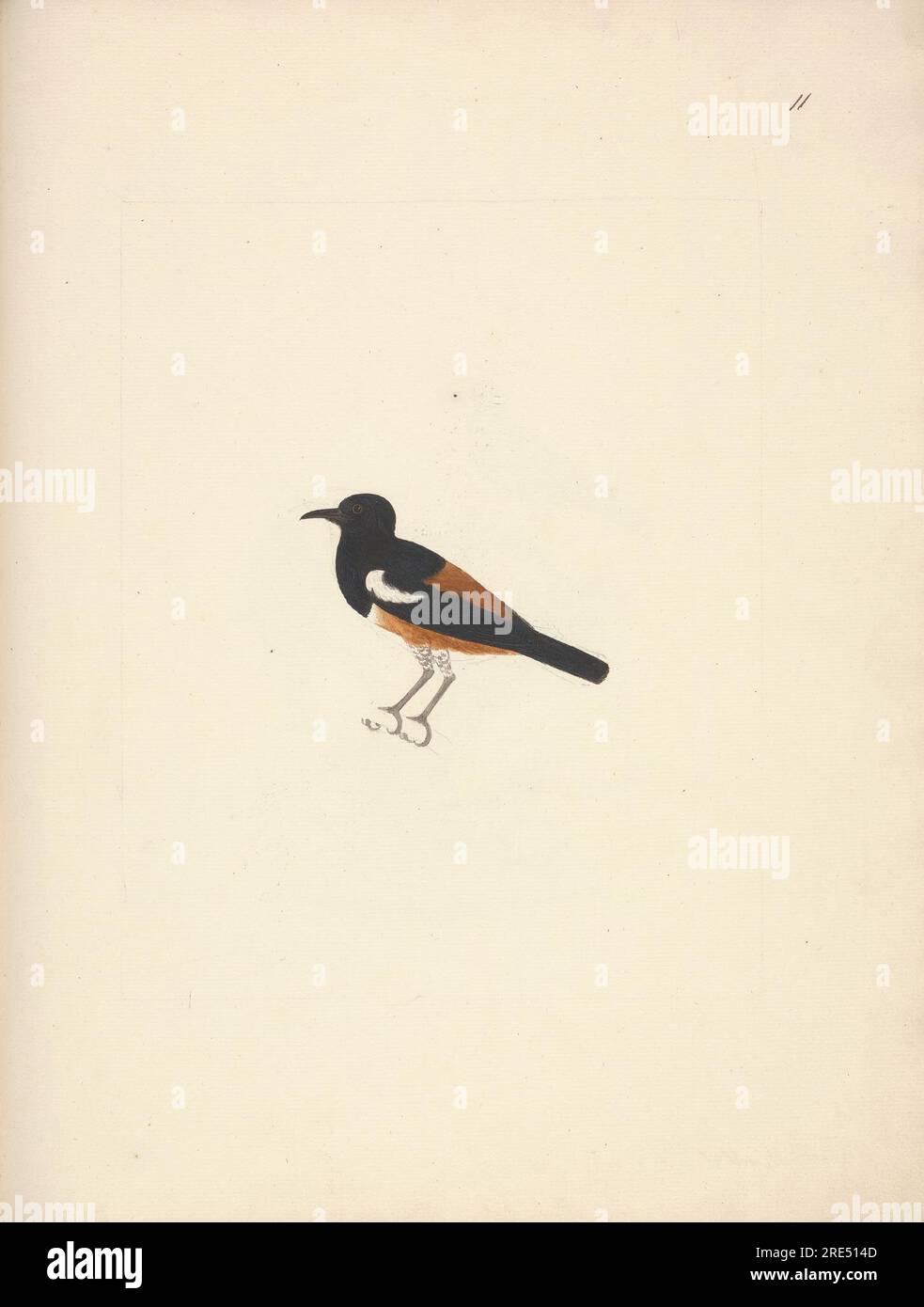 Thamnolaea semirufa (White-winged Cliff-chat) by Luigi Balugani Stock ...