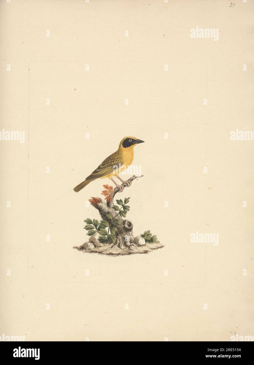 Ploceus ocularis (Spectacled Weaver) by Luigi Balugani Stock Photo - Alamy