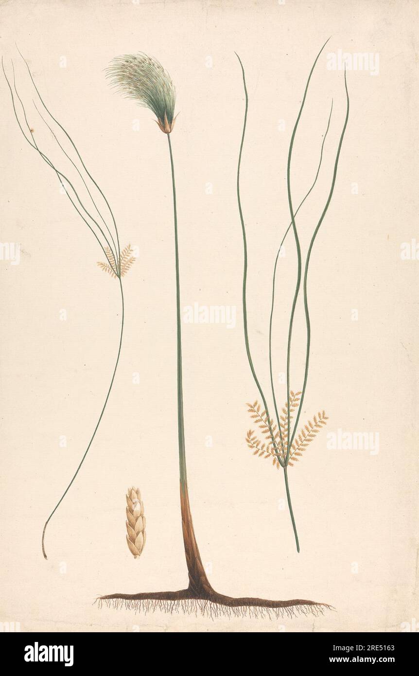 Cyperus papyrus L. (Papyrus Sedge): finished drawing of steam and ...