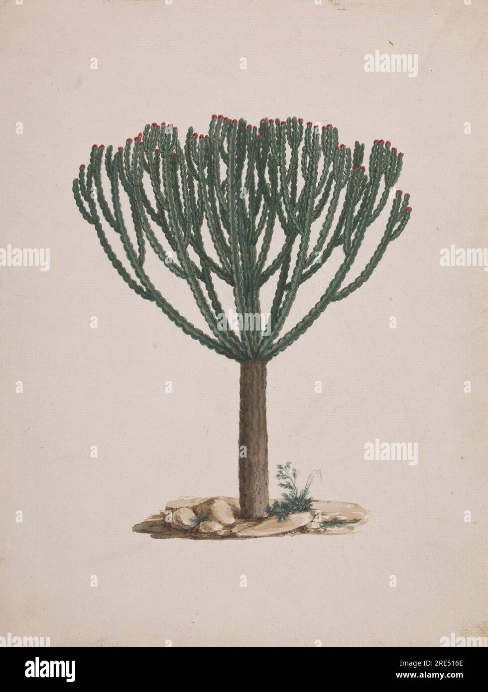 Euphorbia abyssinica J.F. Gmel. (Ethiopian Tree-Spurge): finished ...