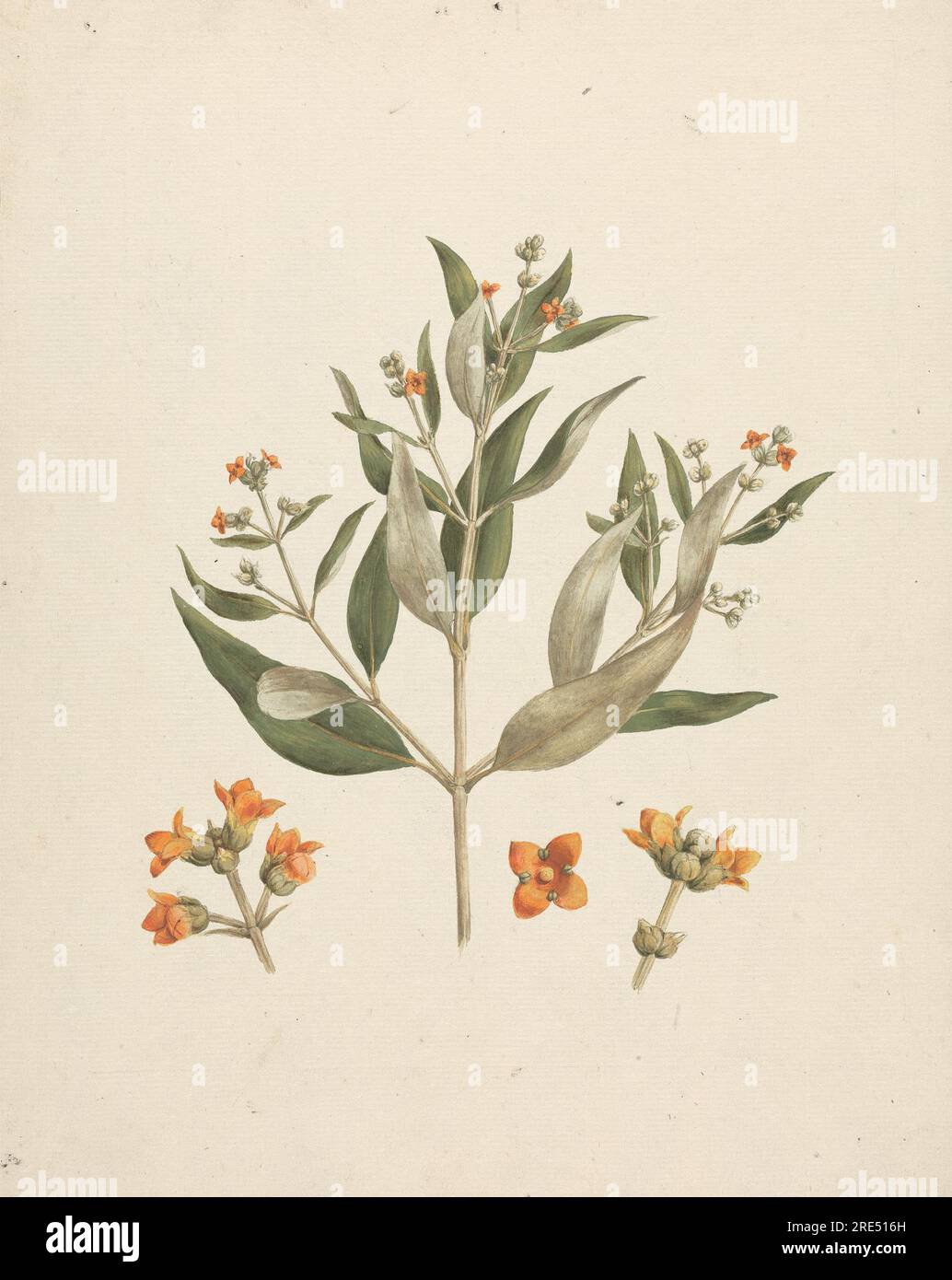 Avicennia marina (Forssk.) Vierh. (White Mangrove): finished drawing of ...