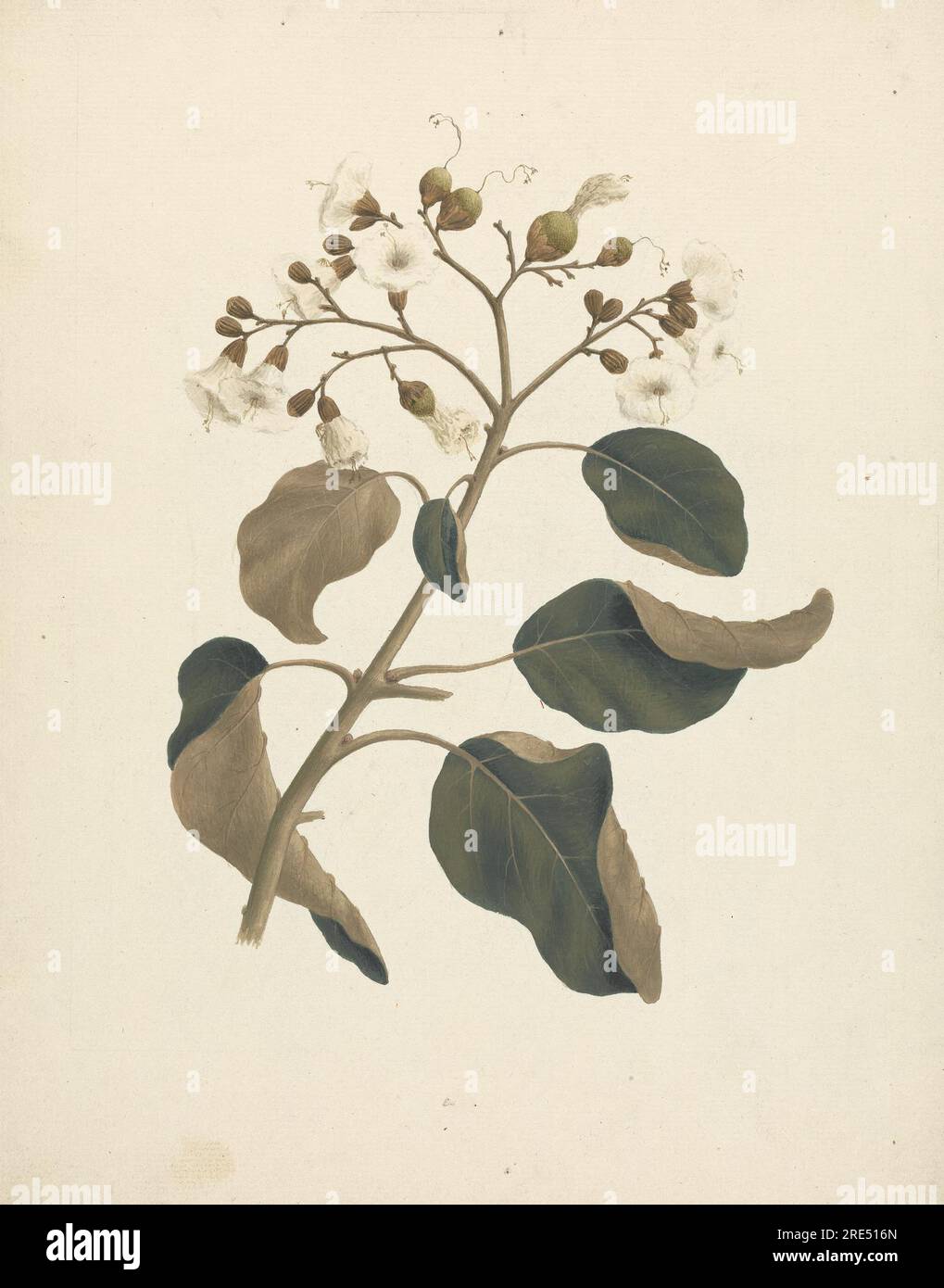 Cordia abyssinica: finished drawing by Luigi Balugani Stock Photo - Alamy