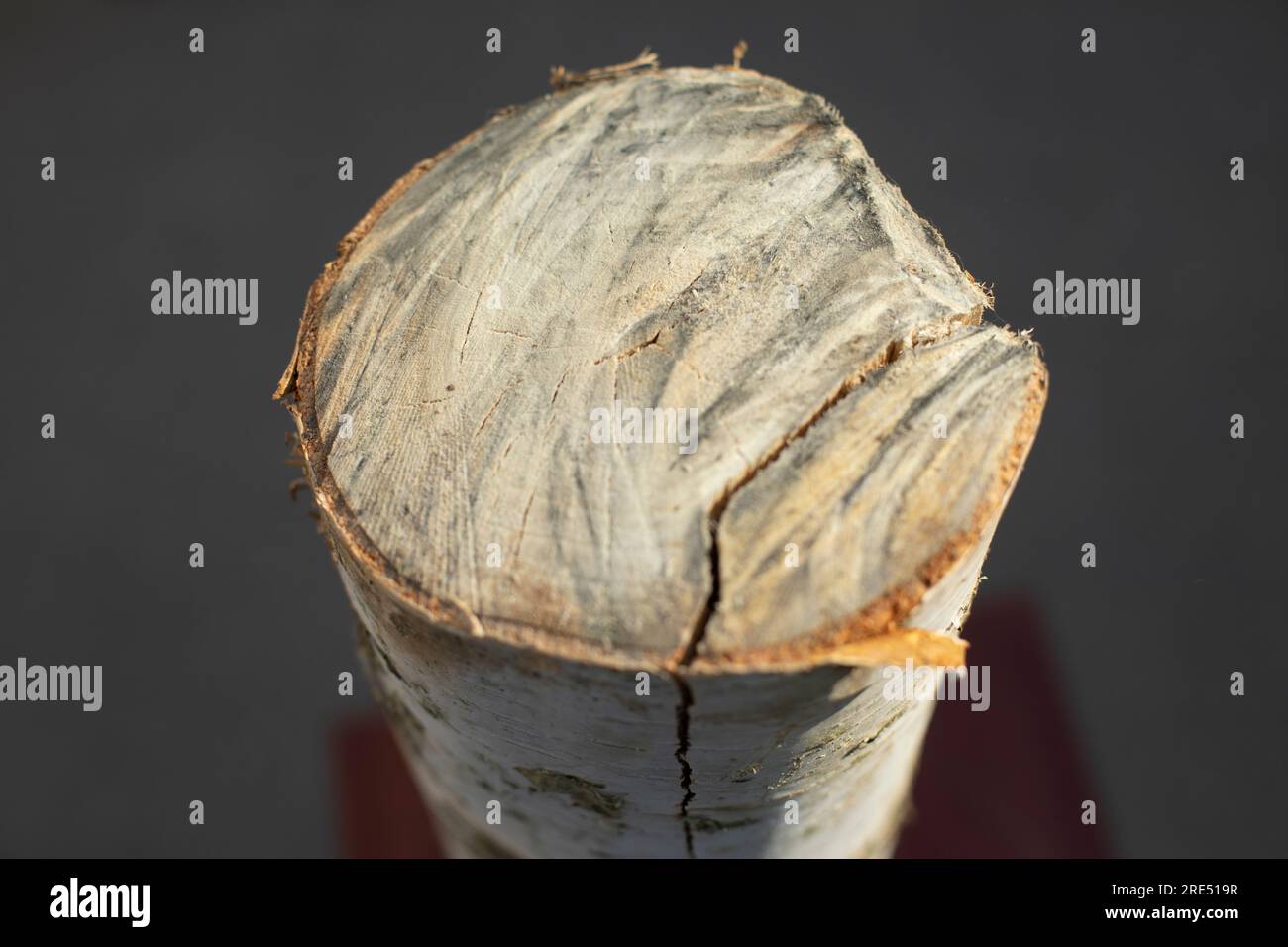 Birch firewood. Stump made of wood. Felled tree. I sawed on birch tree ...