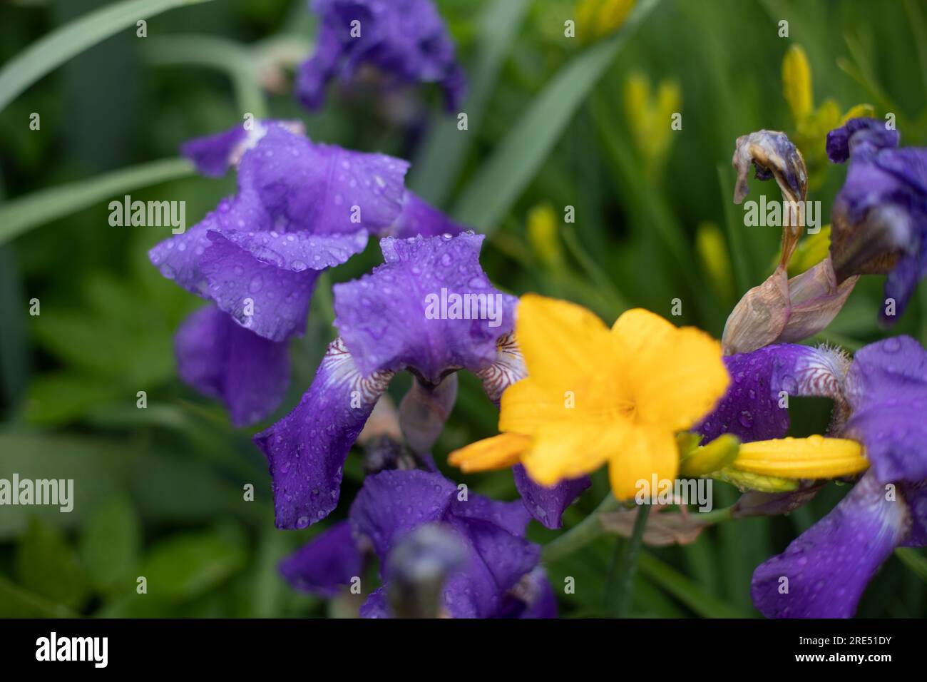 Purple flowers in garden. Details of nature. Plants in summer. Natural ...