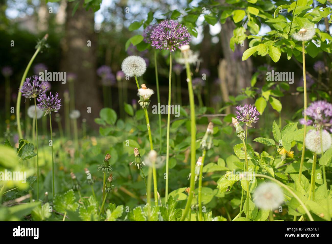 Plants in garden. Greenery in summer. Details of nature. Summer ...