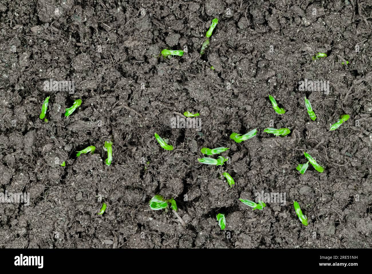 Microgreens pea bean sprouts growing: close up, top view Stock Photo ...