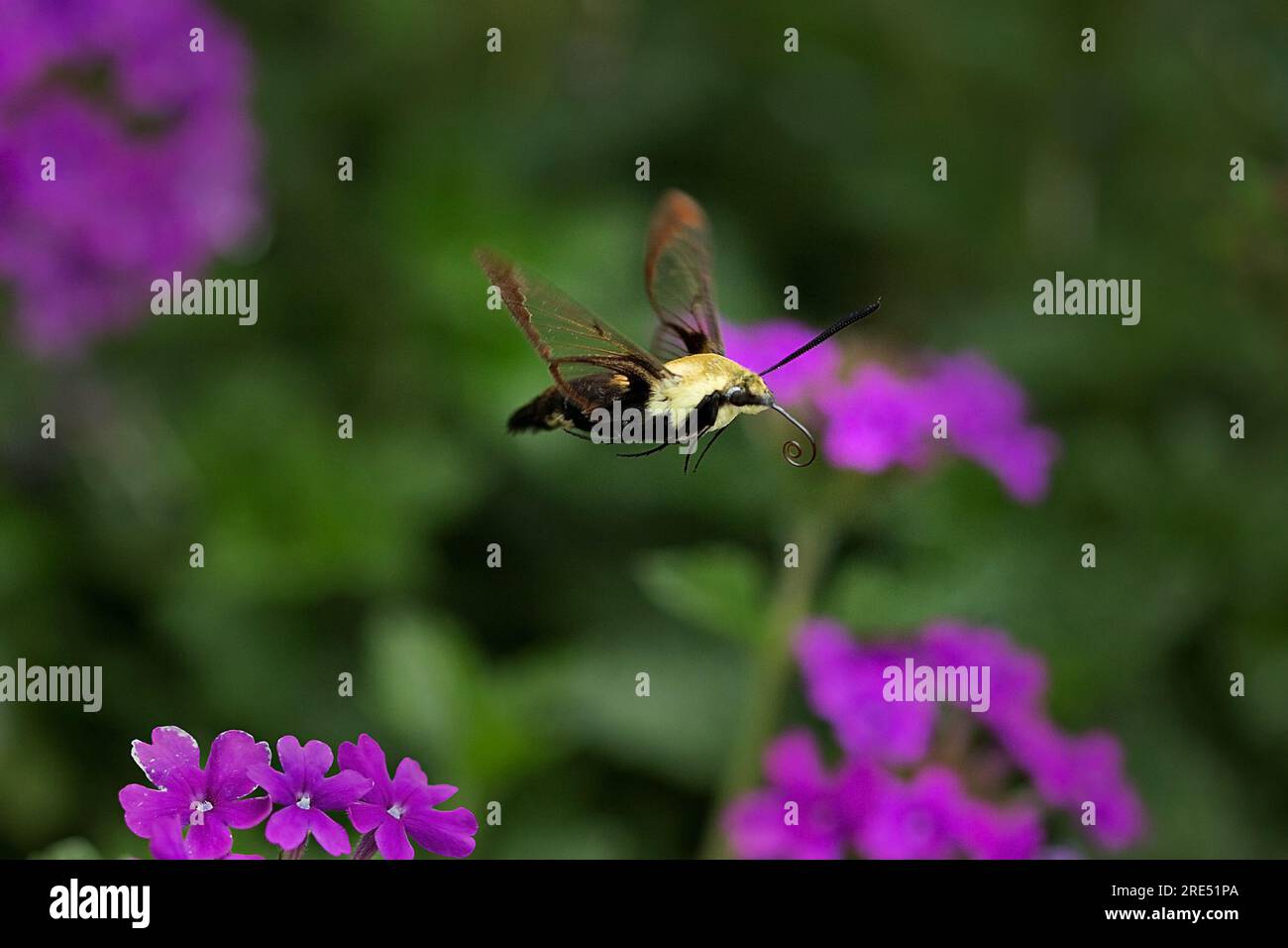 Hummingbird moth flying Stock Photo - Alamy