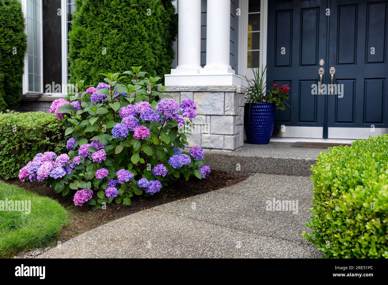 Colorful purple hydrangea flowers in full bloom during early summer in ...