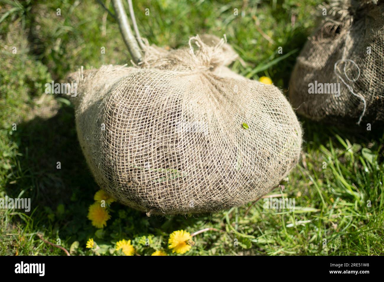 Planting trees. Seedling for park. Tree roots for planting in ground ...