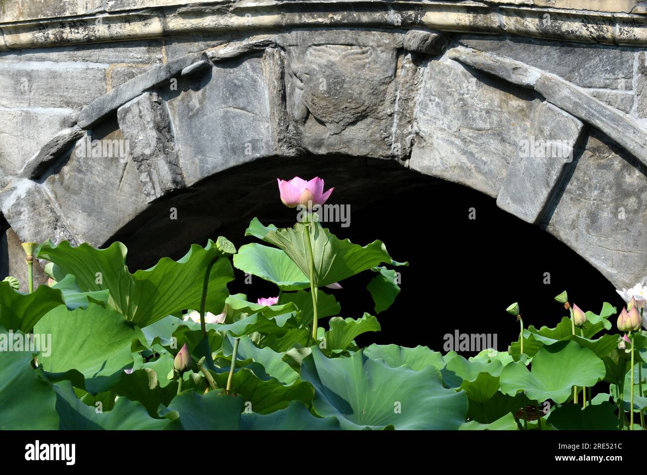 Linked to lotus flowers hi-res stock photography and images - Alamy