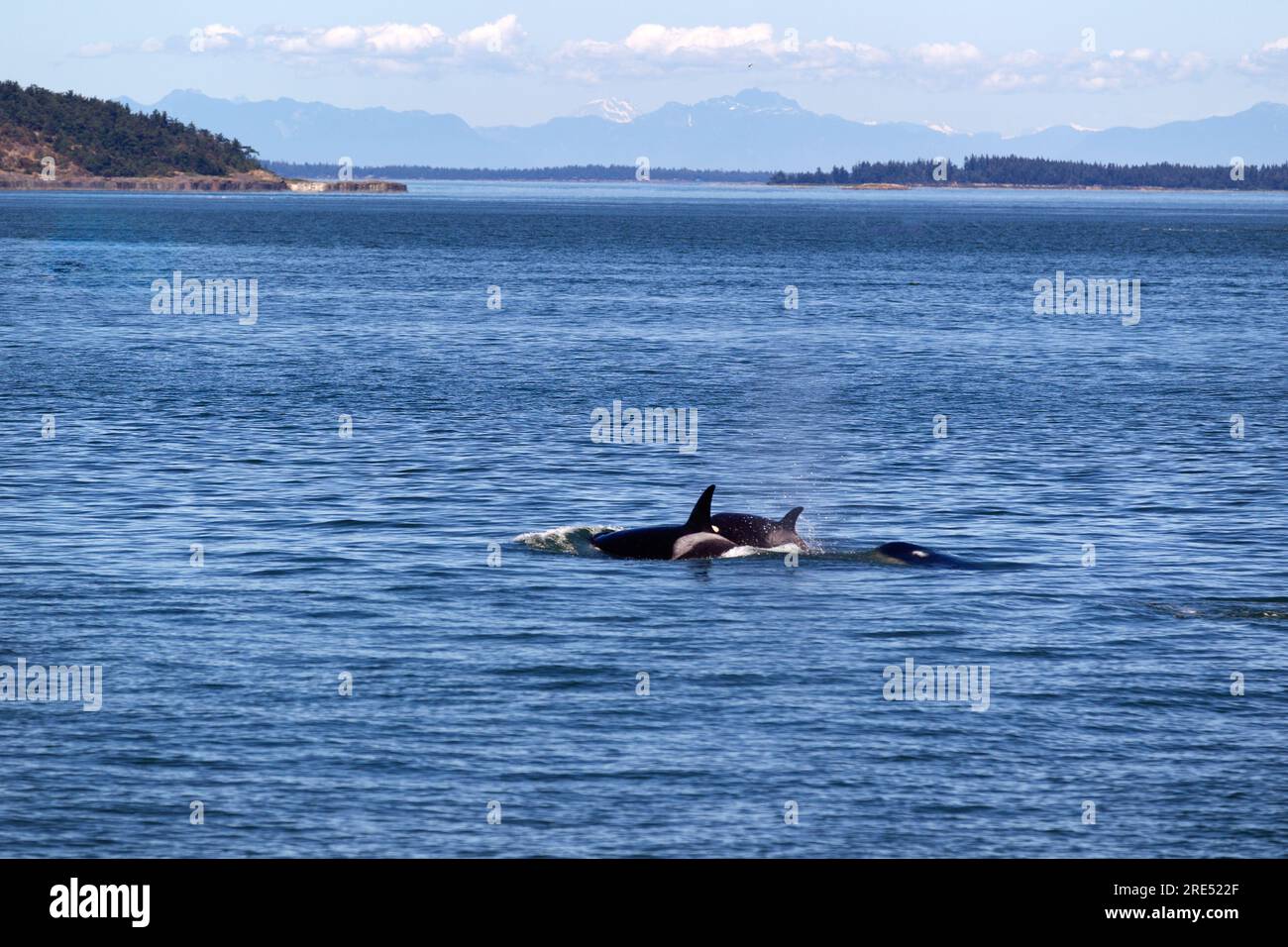Washington state showing Pacific sound ocean, Orca killer whales, and ...