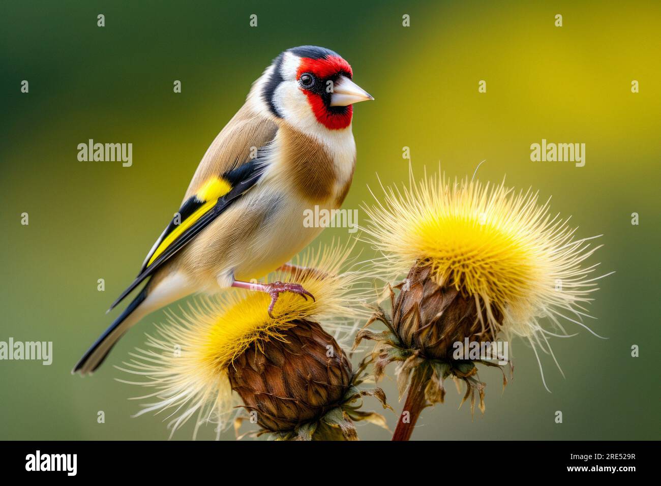Gold finches hi-res stock photography and images - Alamy