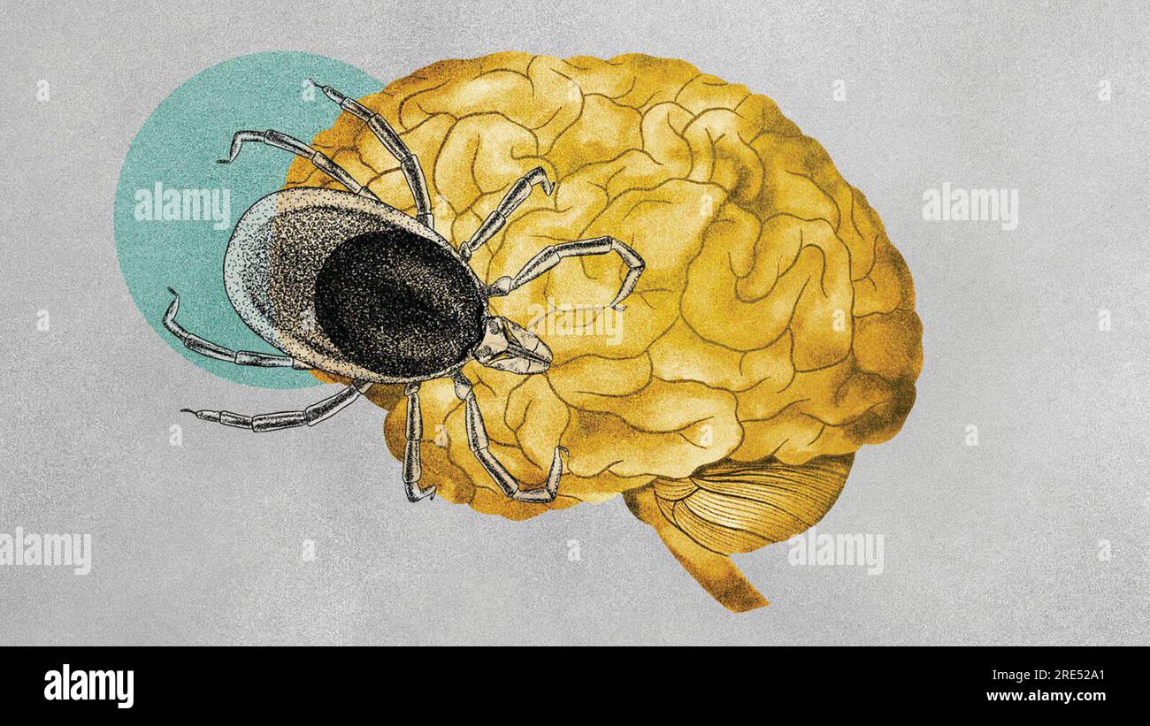 Illustration about ticks transmitting tick-borne illnesses ...
